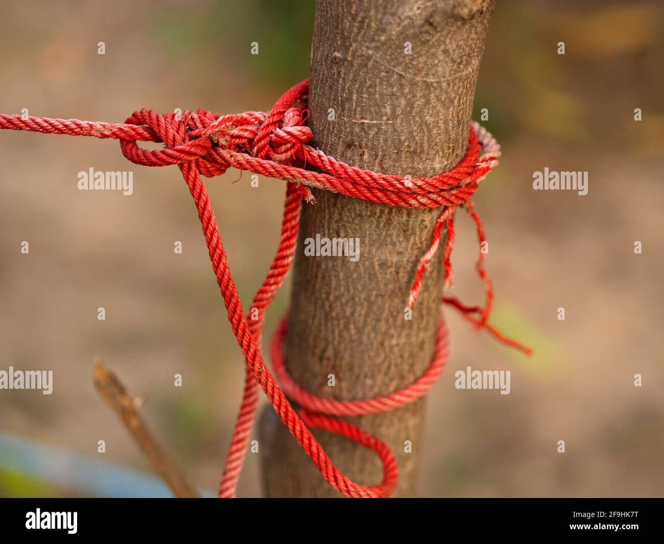 A Red Rope tightened around tree trunk on natural bright background ...