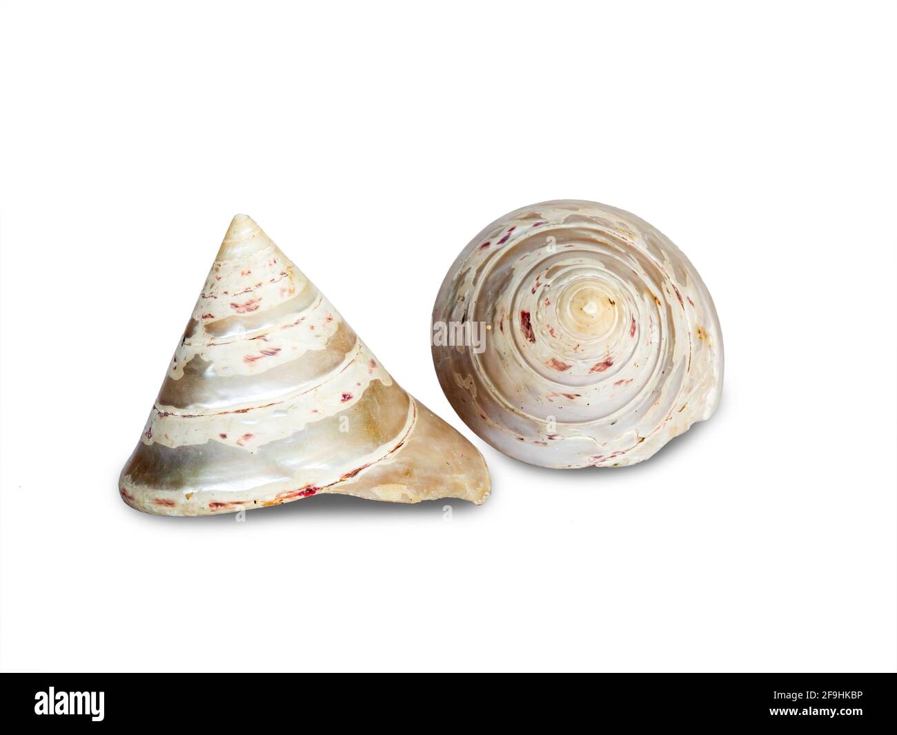 Seashell isolated on white background. Beautiful natural shape of sea ...