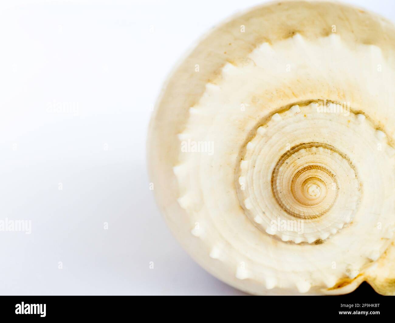Close up spiral pattern of seashell on white background with copy space ...