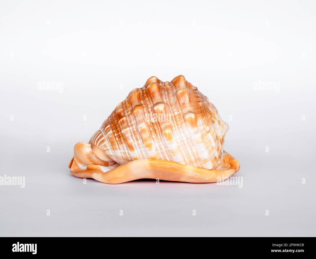 Seashell isolated on white background. Beautiful natural shape of sea ...