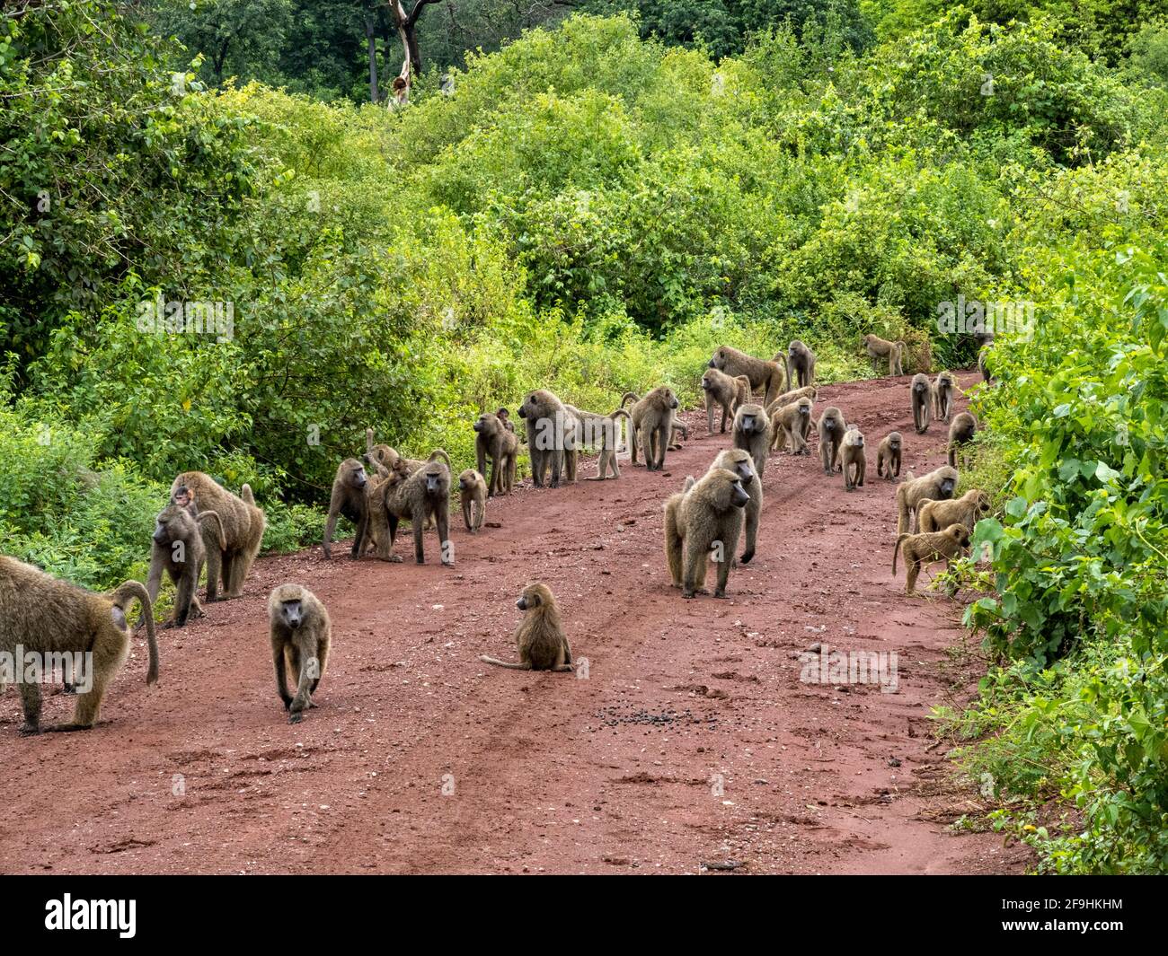 National park reserve lake manyara hi-res stock photography and images ...