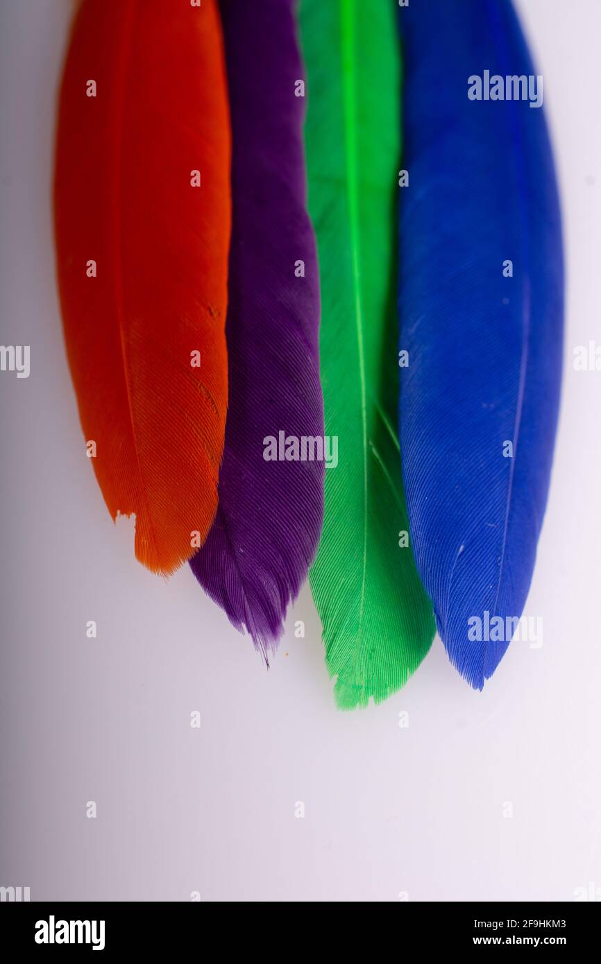 Studio shot photo of colored bird feathers as texture background Stock ...