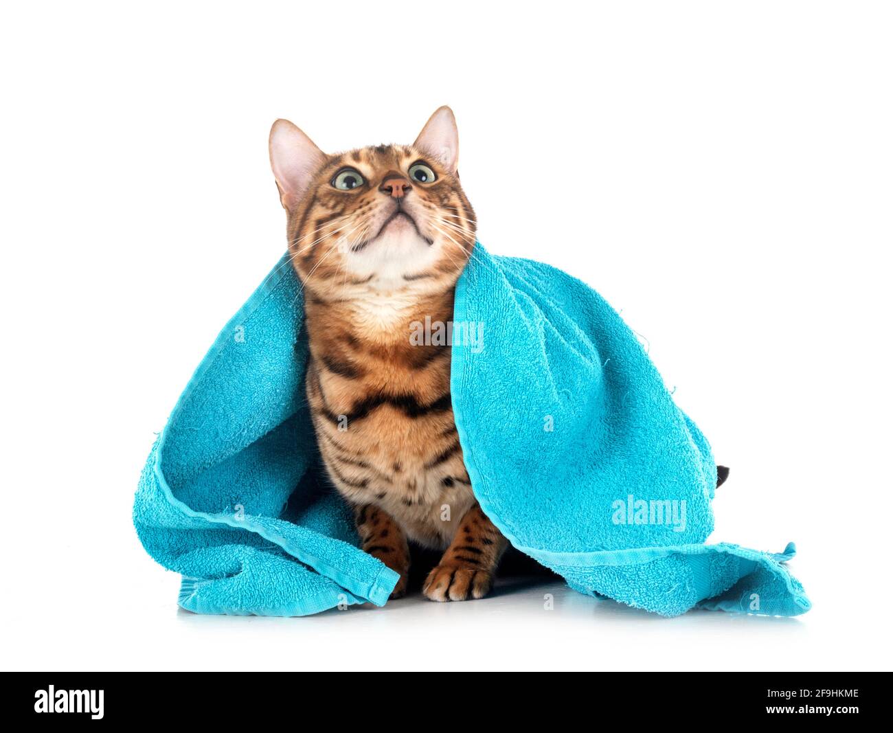 Cat bathroom Cut Out Stock Images & Pictures - Alamy