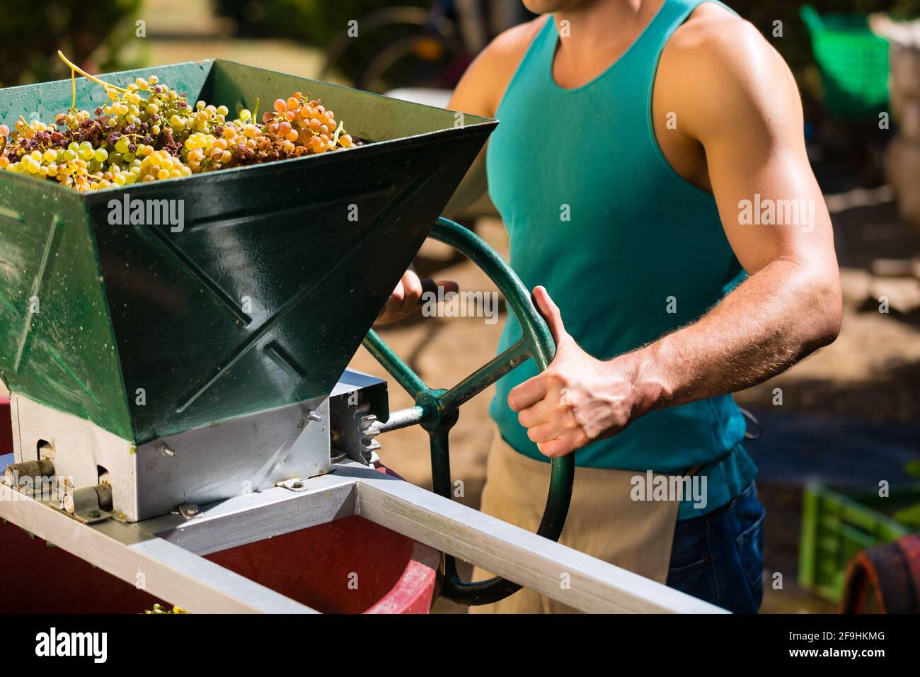 Winegrower working with a wheel of a grape harvesting machine to ...