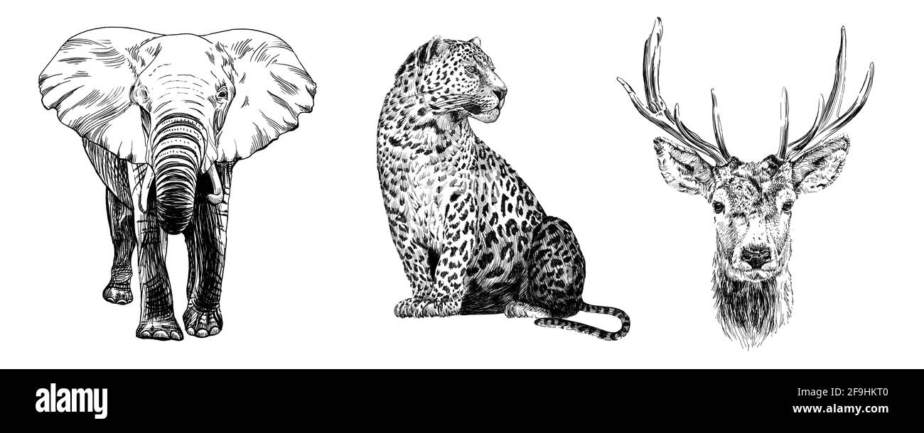 Hand drawn elephant, leopard and deer, sketch graphics monochrome ...