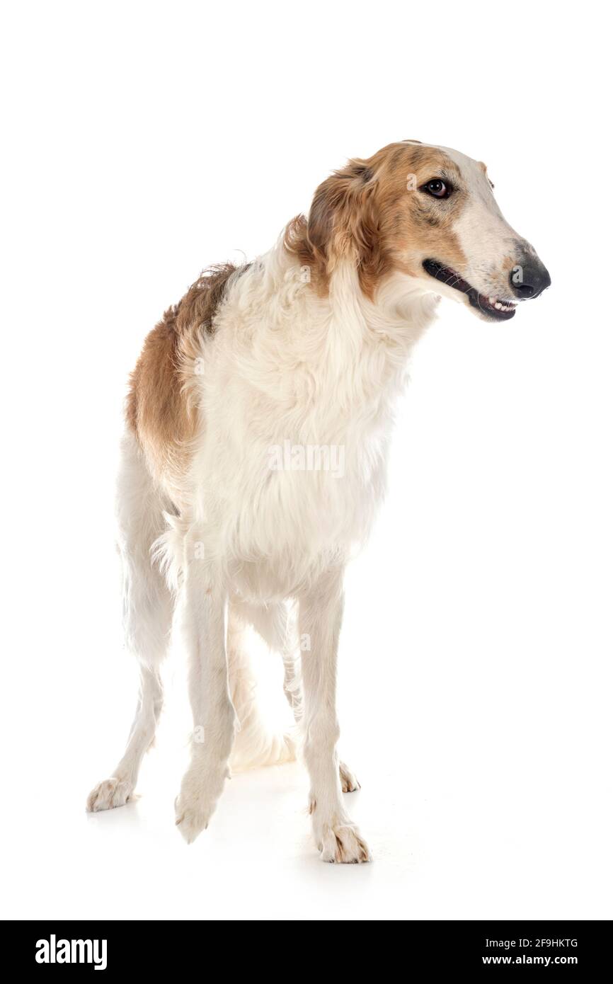 young borzoi in front of white background Stock Photo - Alamy