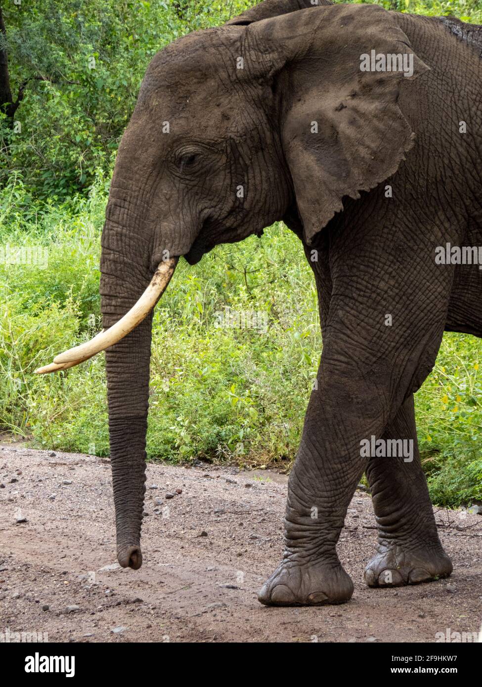 Elephant moving trunk hi-res stock photography and images - Alamy