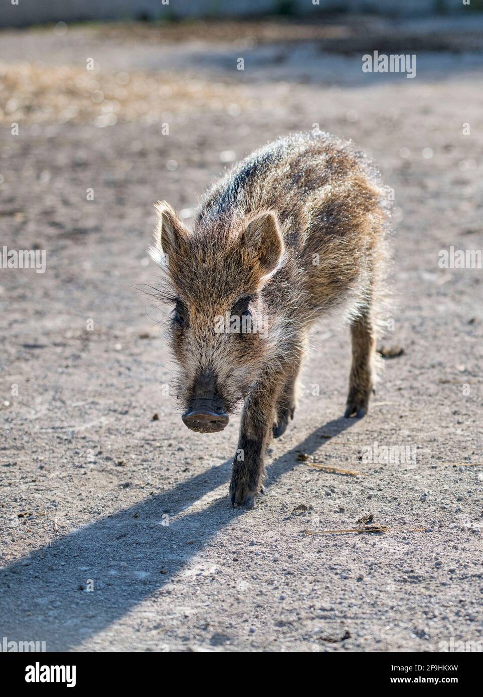 Boarlet hi-res stock photography and images - Alamy