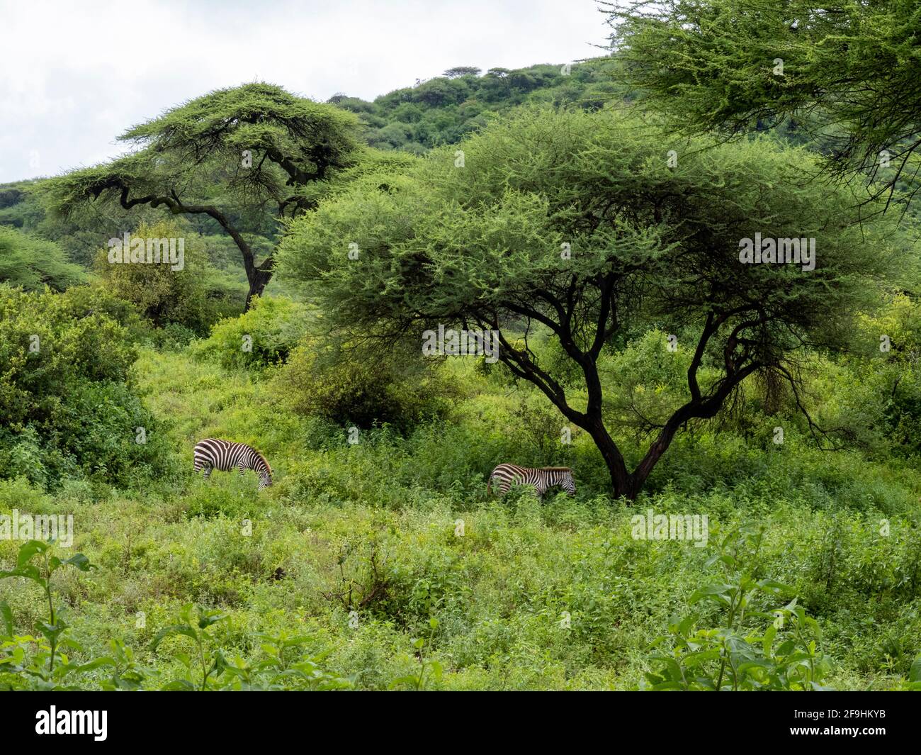 Ngorogoro crater tanzania hi-res stock photography and images - Alamy