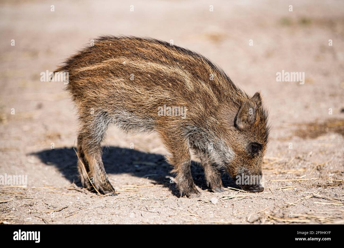 Boarlet hi-res stock photography and images - Alamy