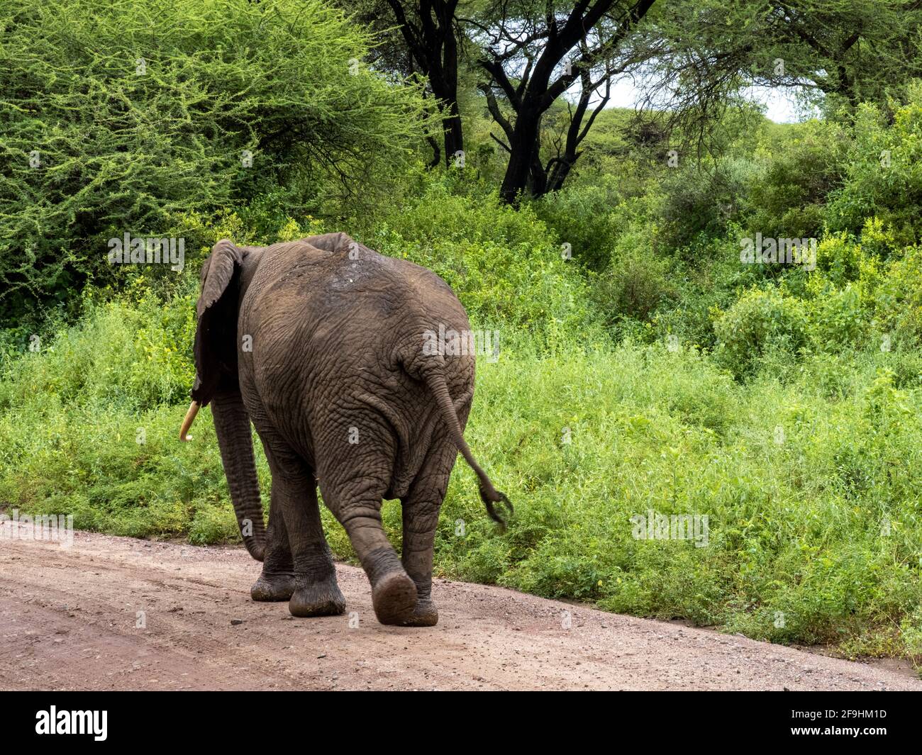 Elephants moving hi-res stock photography and images - Alamy