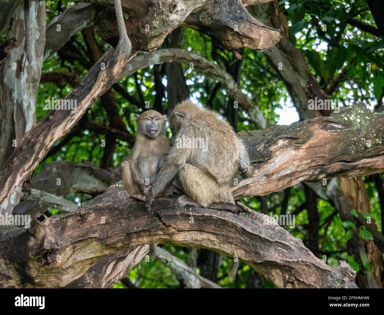 Rainforest africa tree hi-res stock photography and images - Alamy