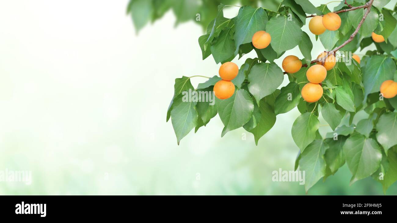 Apricot tree branch with green leaves and ripe fruits on sunny blurred ...