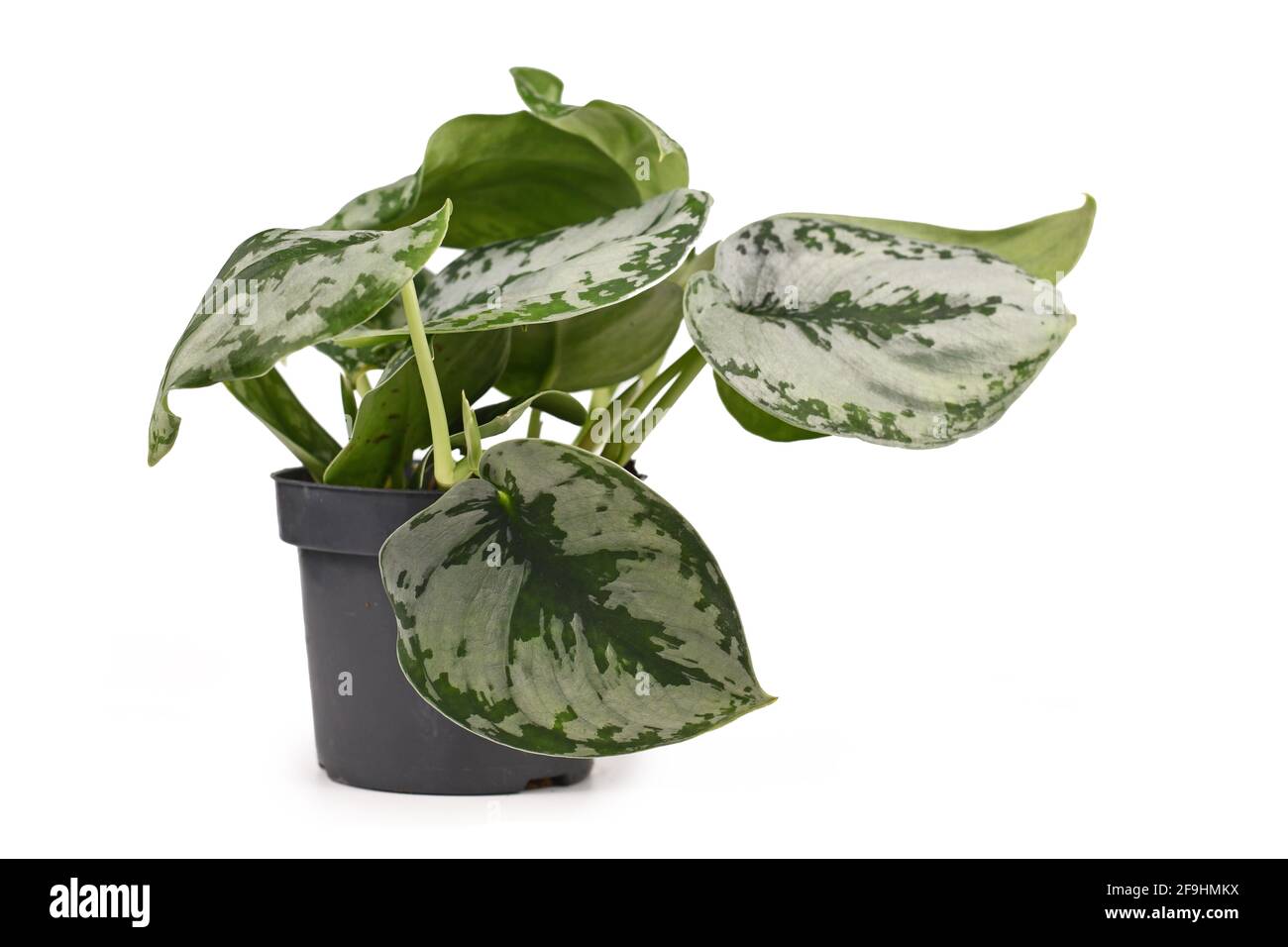 Scindapsus hi-res stock photography and images - Alamy