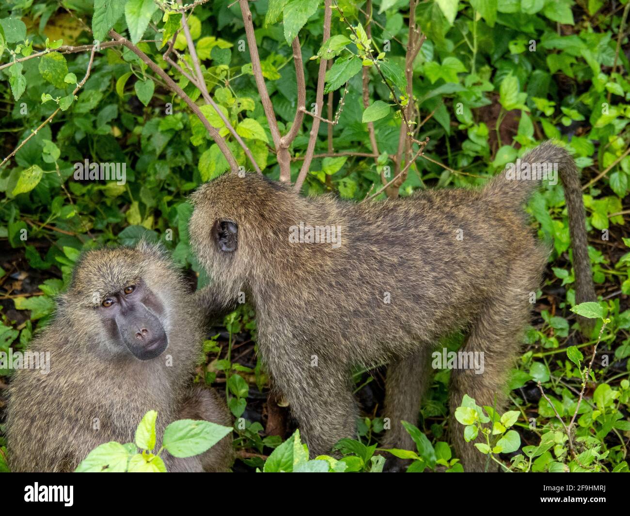 Monkey back side hi-res stock photography and images - Alamy