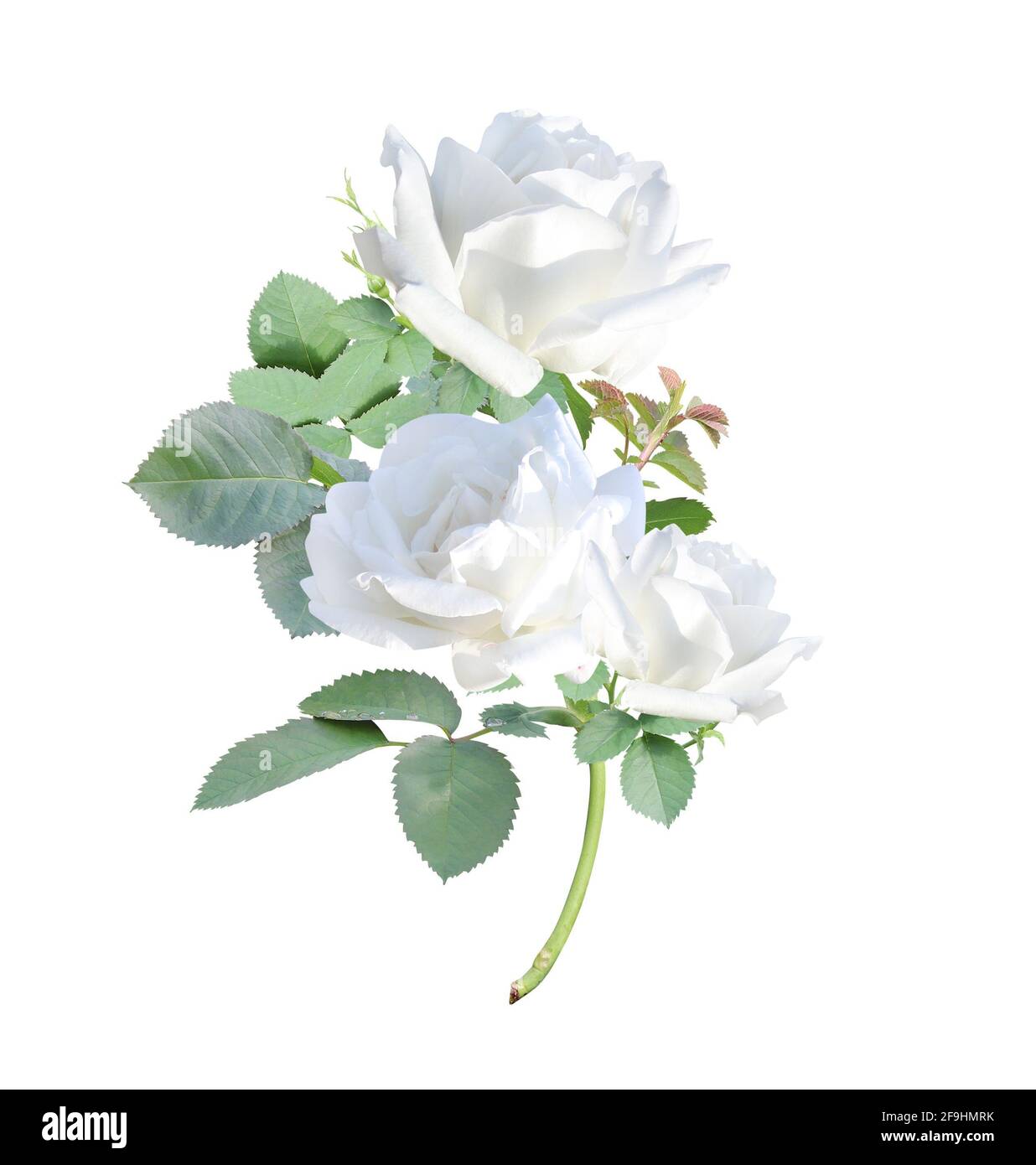 Branch of rose with three white flowers. Isolated on white background ...