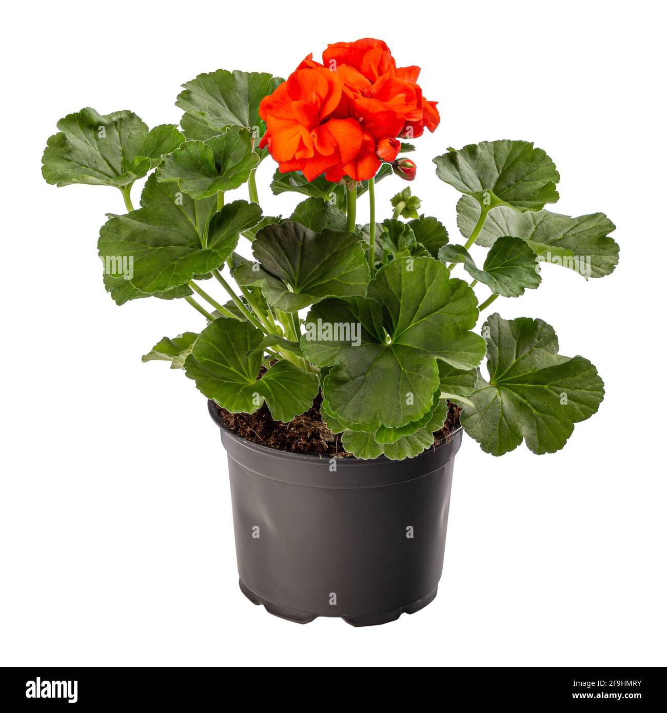 Beautiful red pelargonium in flower pot isolated on white background ...