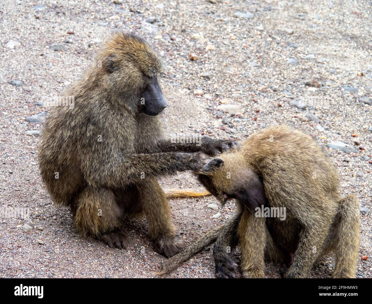 Troop of olive baboons hi-res stock photography and images - Alamy
