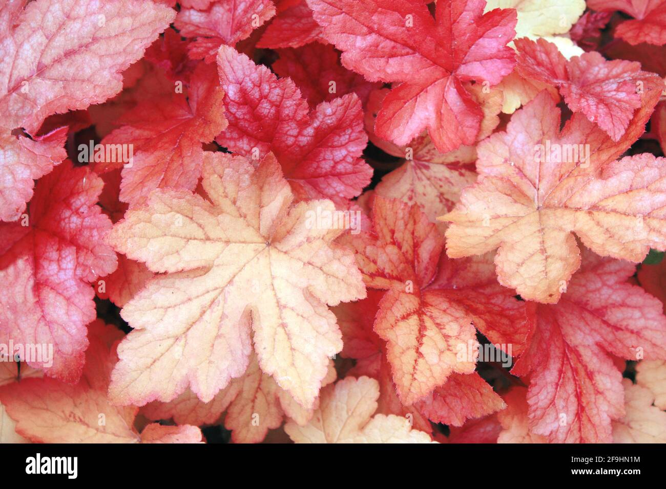 Fall season. Horizontal nature background with autumn leaves of purple ...