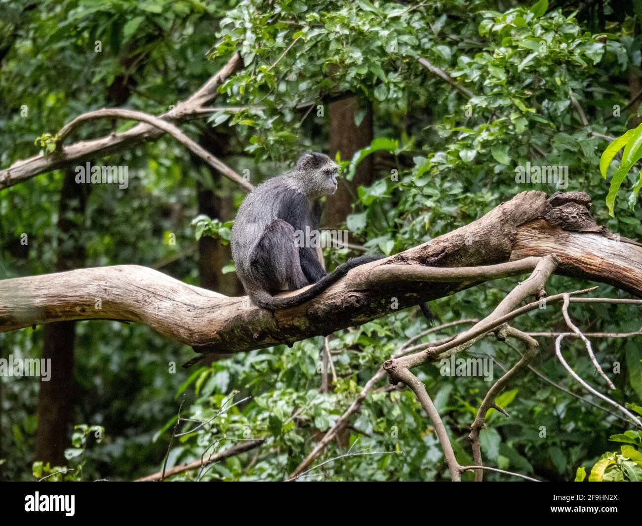 African yellow white eyes hi-res stock photography and images - Alamy