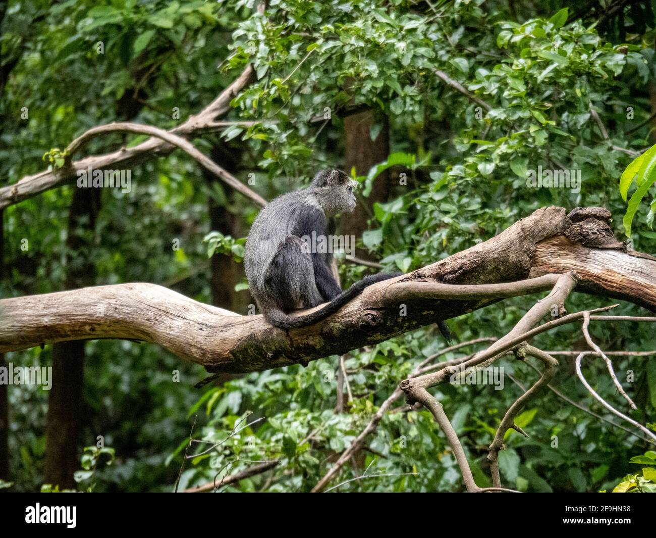 African yellow white eyes hi-res stock photography and images - Alamy
