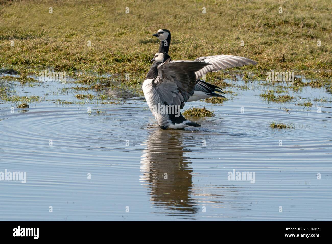 Two barnacle geese are standing in the lake. They are doing a pairngs ...