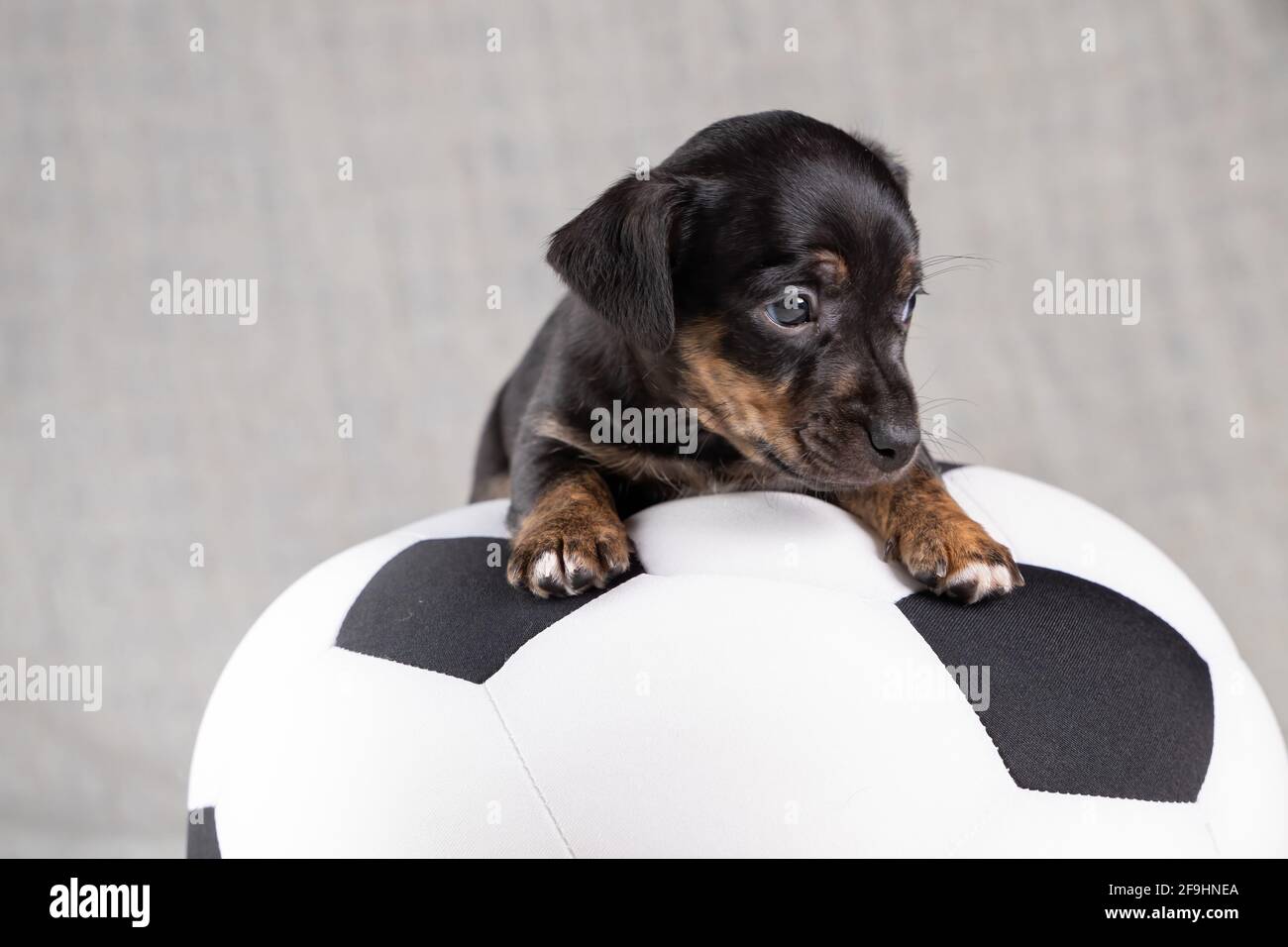 Brindle jack russell terrier hi-res stock photography and images - Alamy