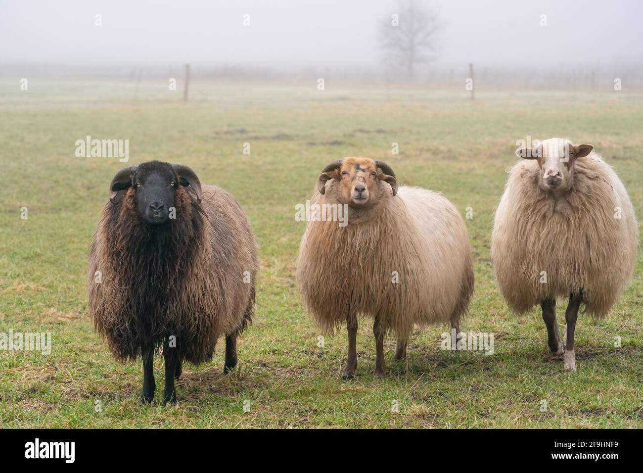Three sheep in the mist. They look at camera, detail shot. Sheep feed ...
