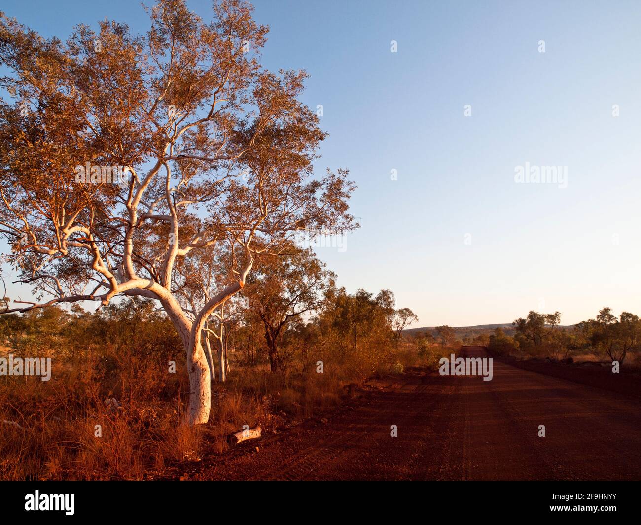 Snappy gum(Eucalyptus leucophloia) in morning light on Weano rd ...