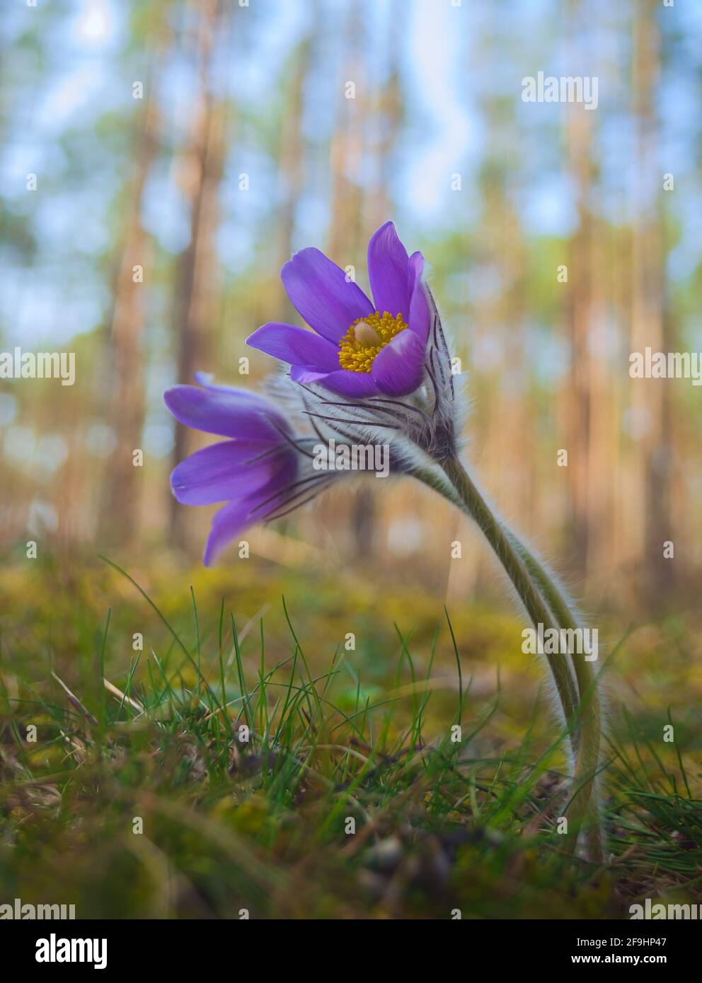 Pulsatilla patens common names include Eastern pasqueflower, prairie ...