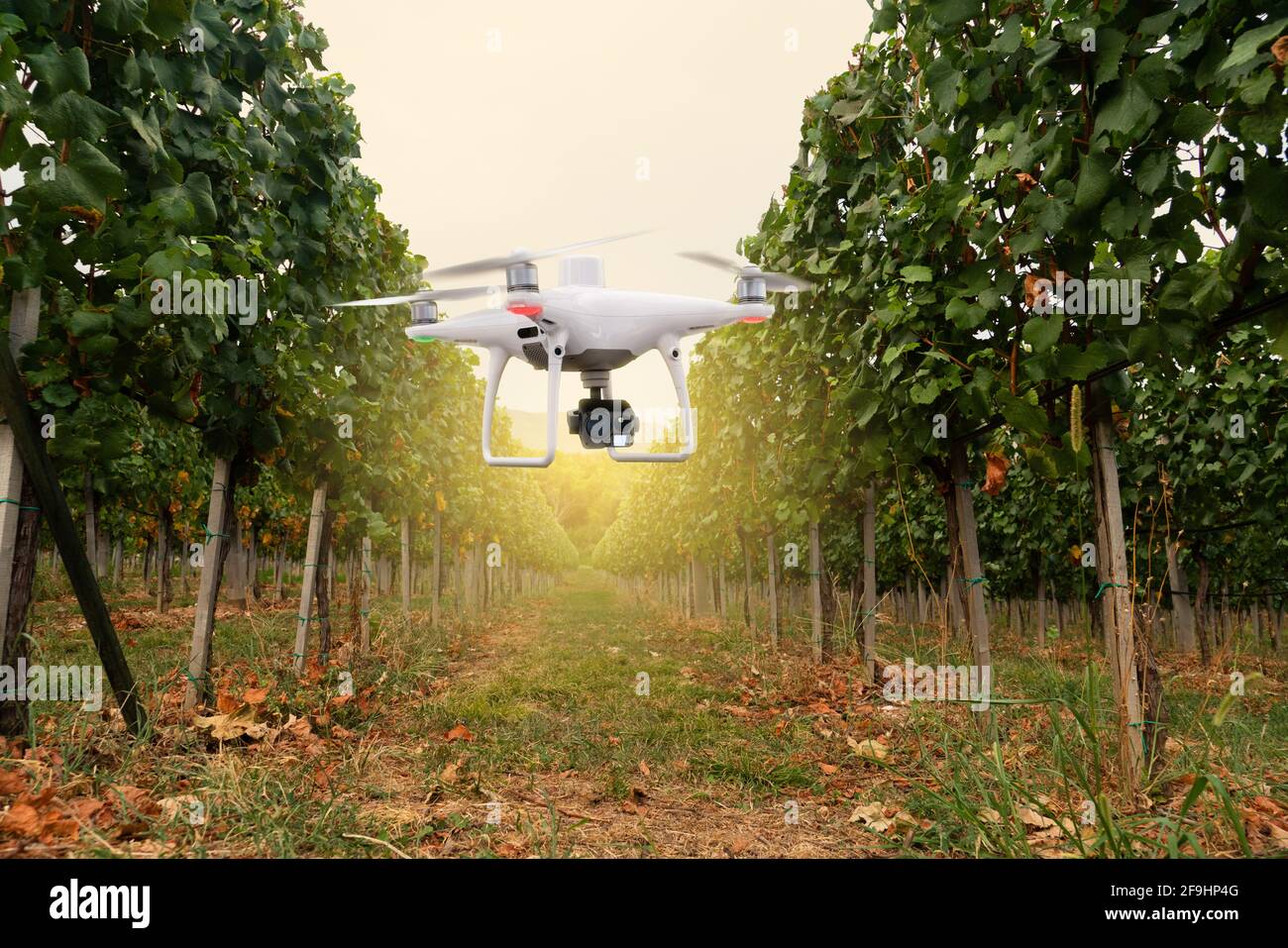 Agricultural drone flies over the vineyard. Smart farming and precision ...