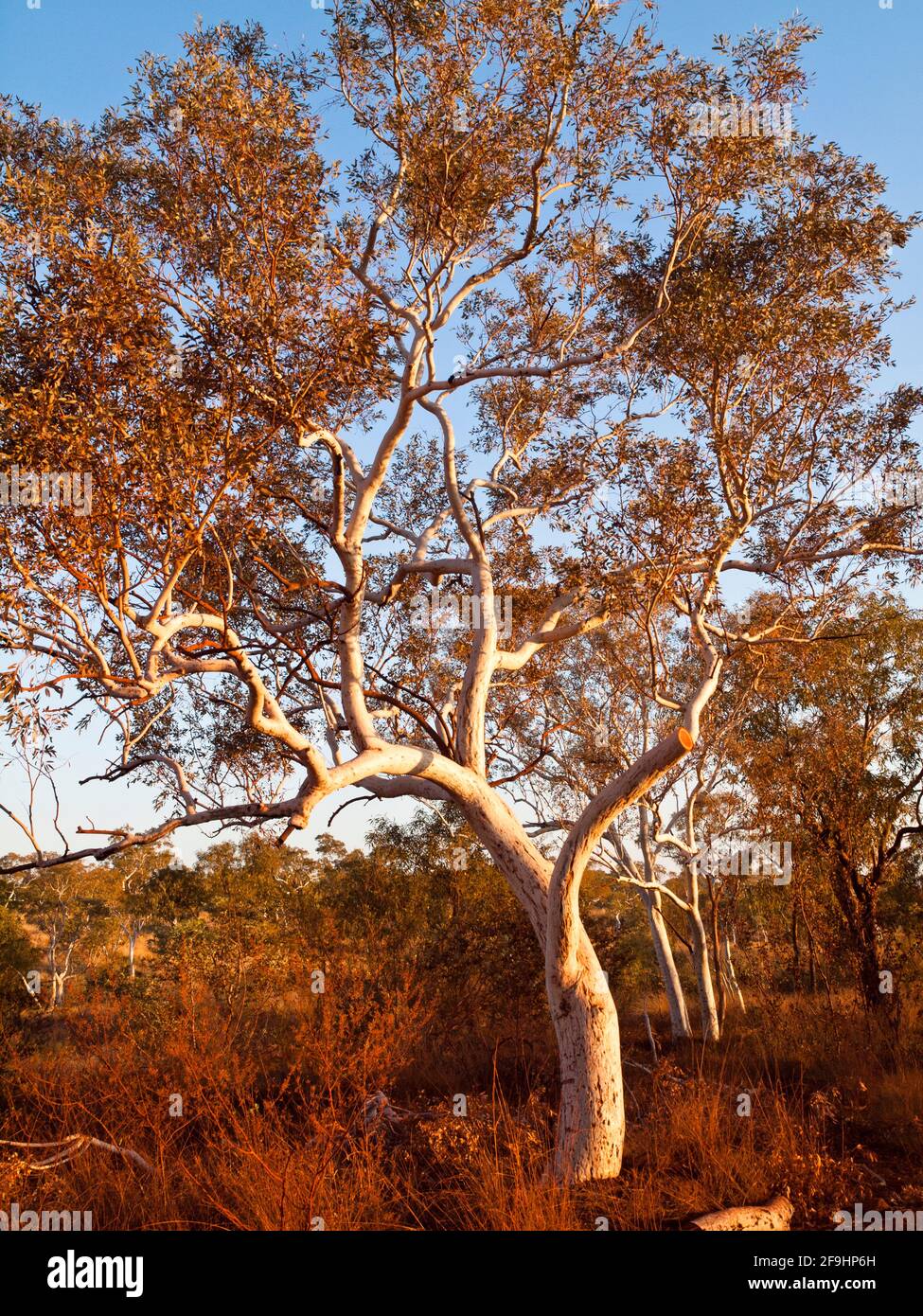 Eucalyptus in sunlight hi-res stock photography and images - Alamy