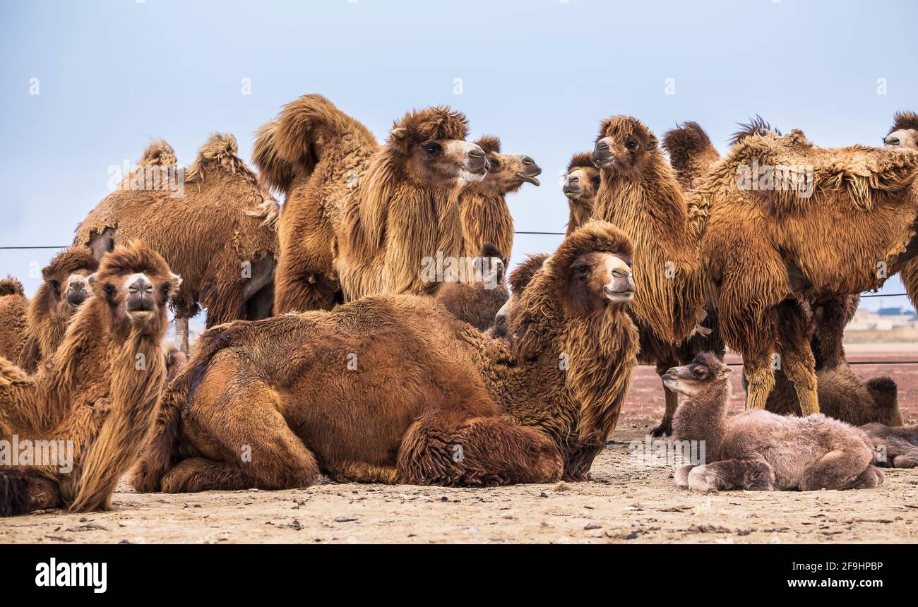 Group of camels united arab emirates hi-res stock photography and ...