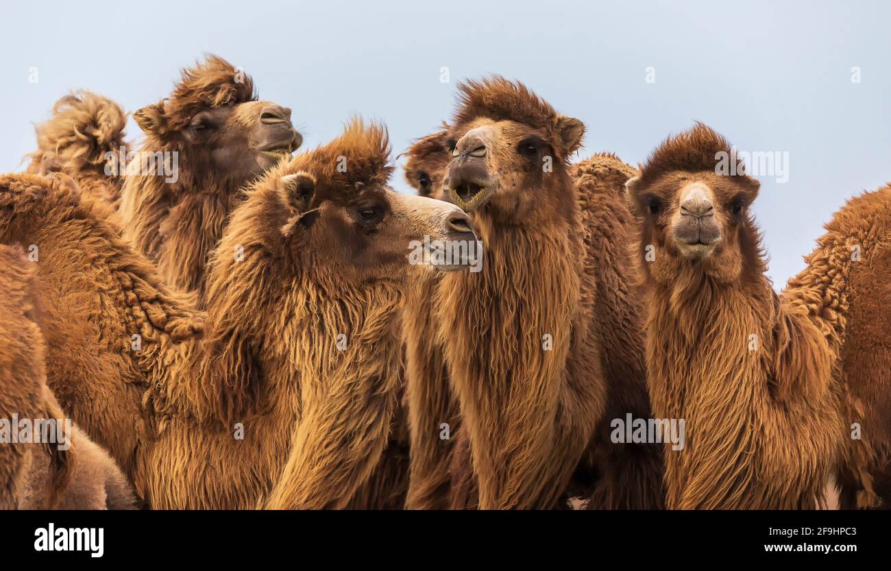 Camel walking camera hi-res stock photography and images - Alamy
