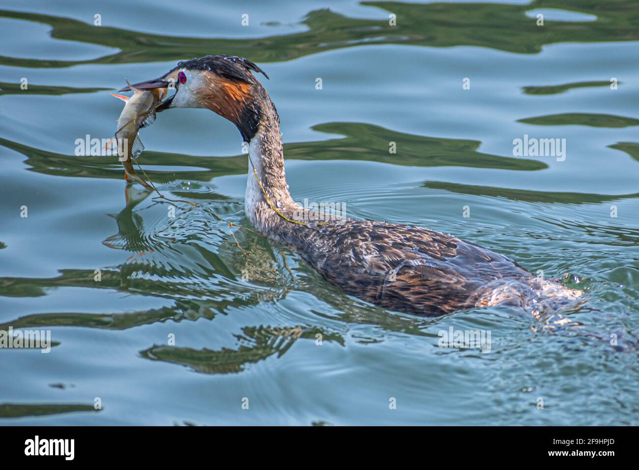 Beautiful Great Crested Grebe (Podiceps cristatus) water bird with a ...