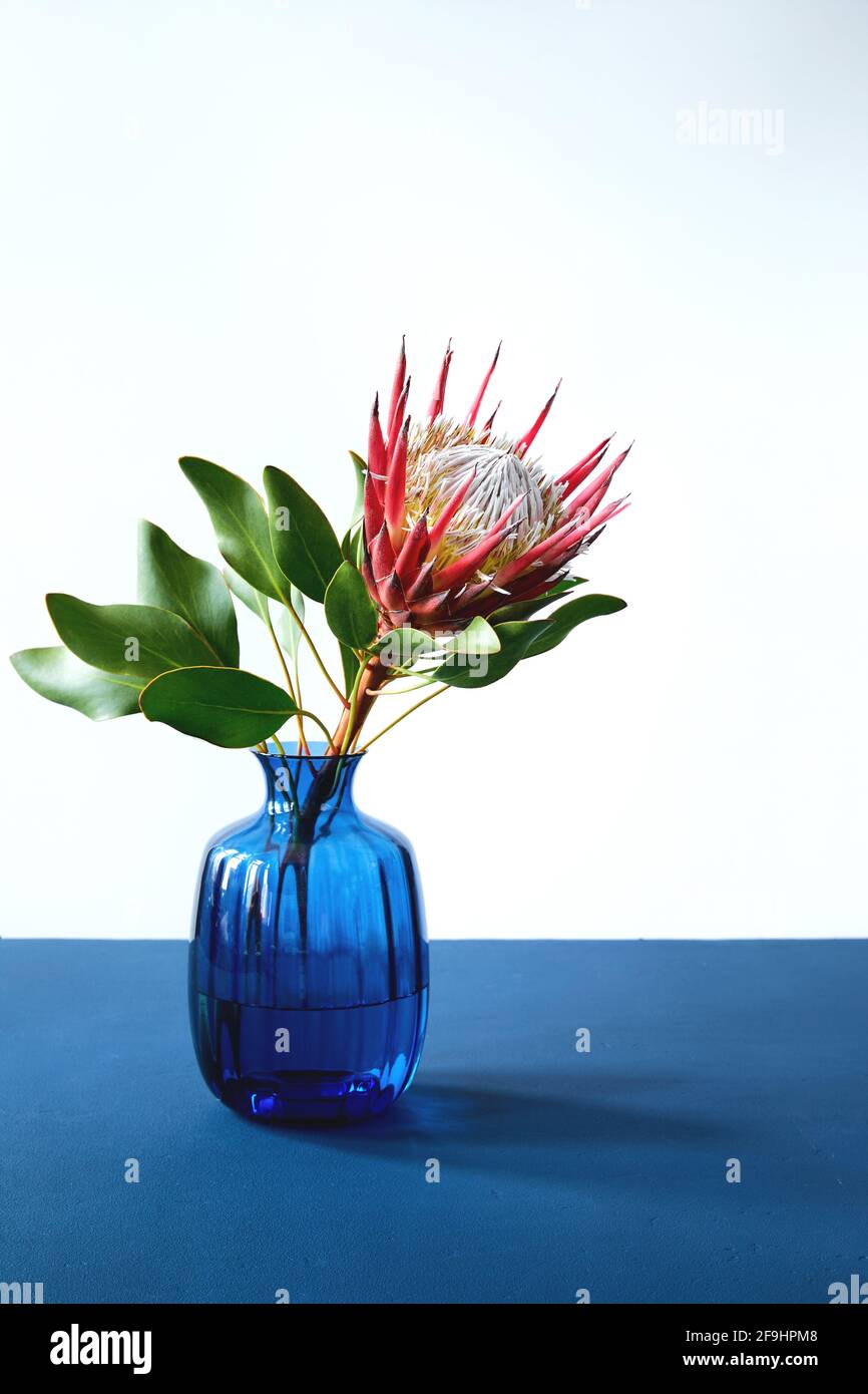 King Protea cynaroides flower with leaves in blue glass vase on blue ...