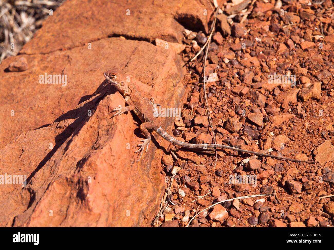 Ring-tailed dragon (Ctenophorus caudicinctus) sunning above Joffre ...