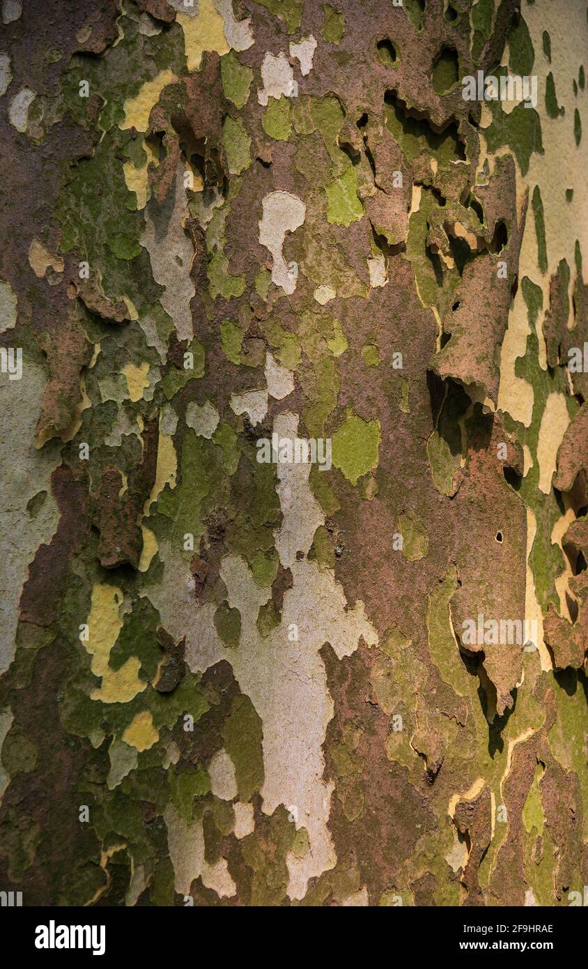 Platanus genus hi-res stock photography and images - Alamy