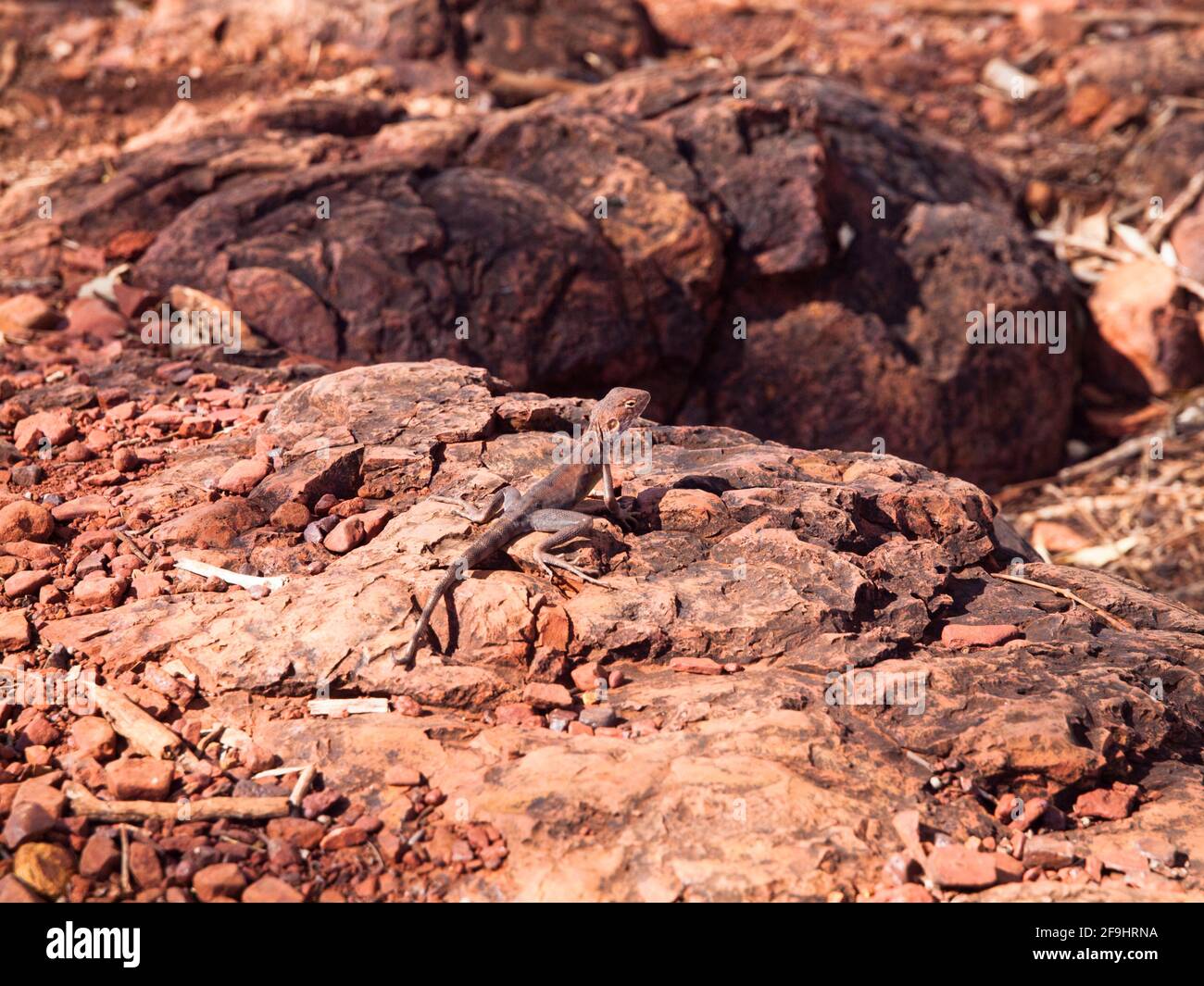 Ring-tailed dragon (Ctenophorus caudicinctus) Karijini National Park ...