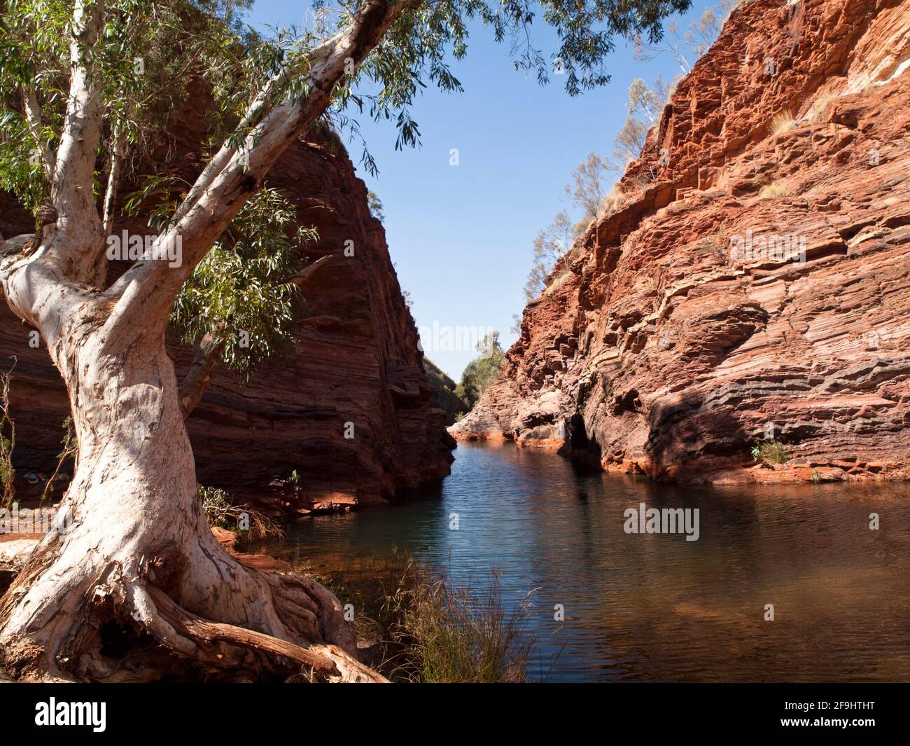 Folded rock strata and paperbark tree, Hamersley Gorge, Karijini ...