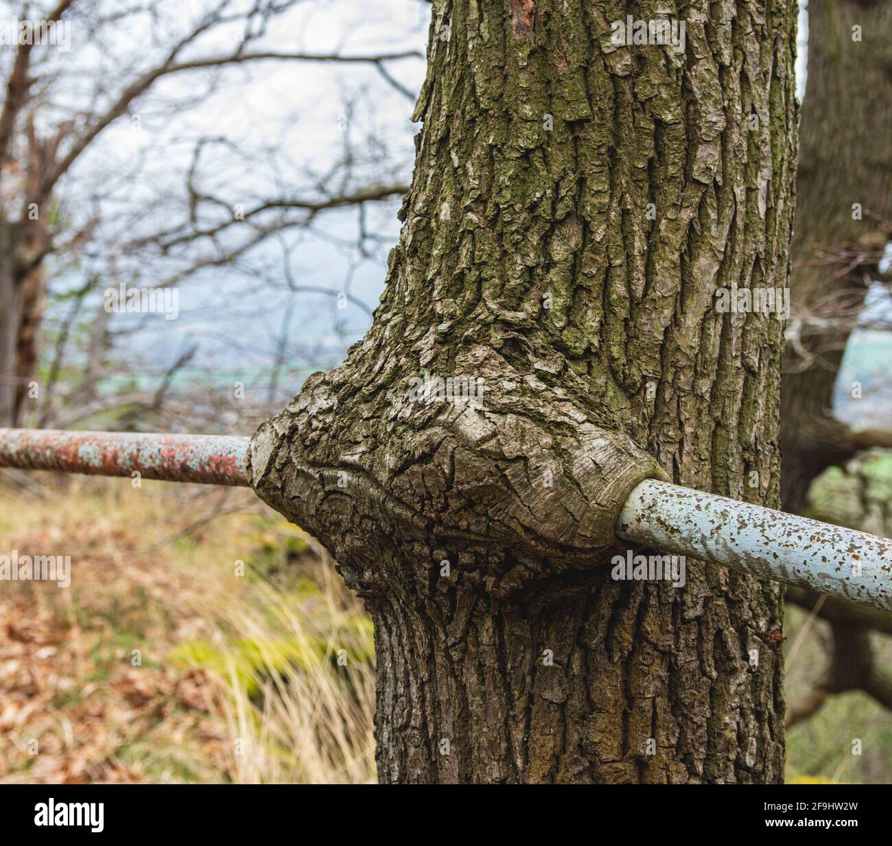 old metal handrail held in place by wound wood of the tree that it was ...