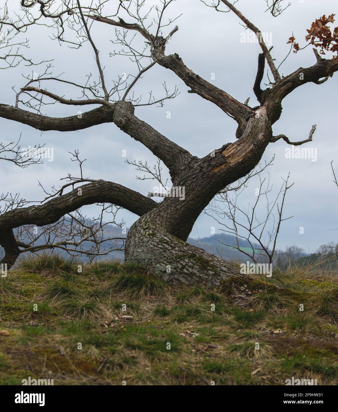 twisted old oak tree agains overcast sky Stock Photo - Alamy