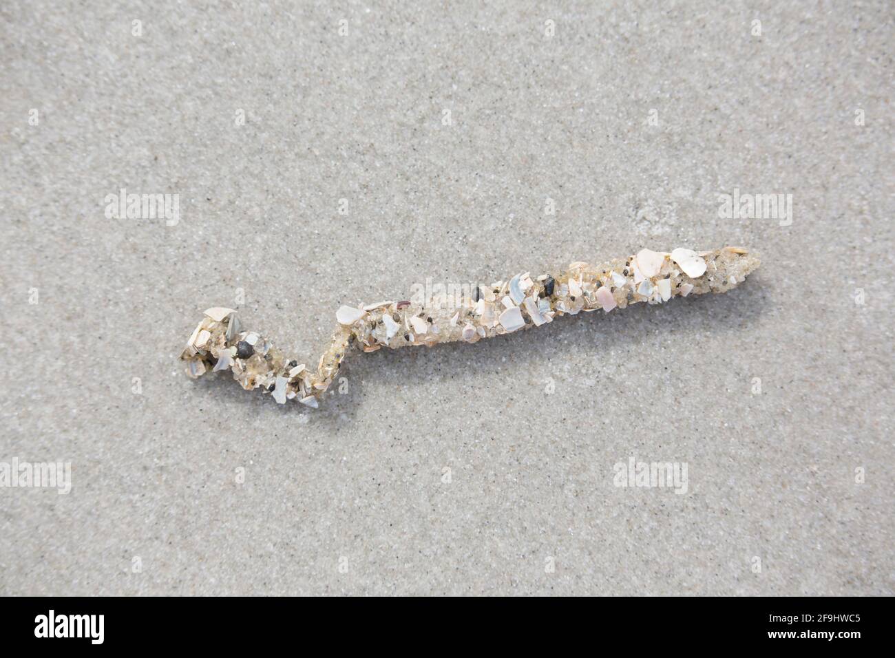 Sand Mason Worm (Lanice conchilega) . Empty tube on sand. Germany Stock ...