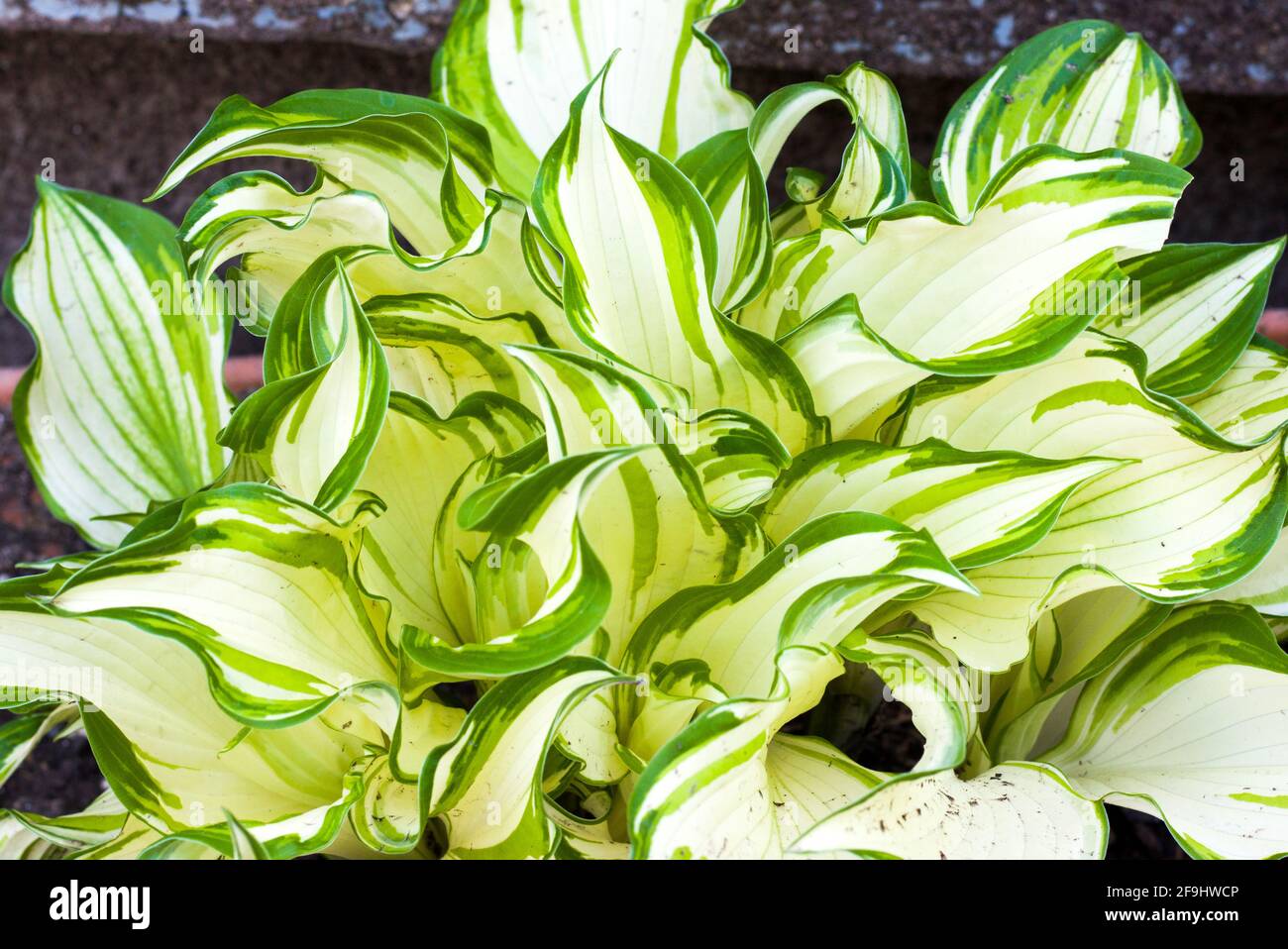 Hosta Undulata plant close-up and macro, houseplant Stock Photo - Alamy