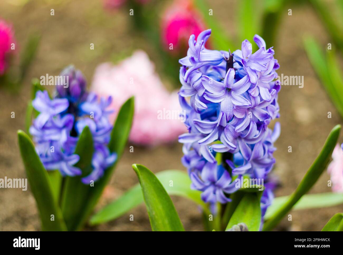 Spring flower, blue and purple hyacinth close-up Stock Photo - Alamy