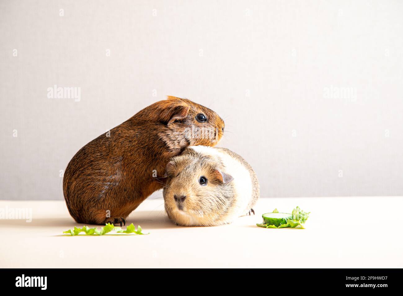 Beautiful guinea pig staring at camera and posing. Domestic guinea pig ...