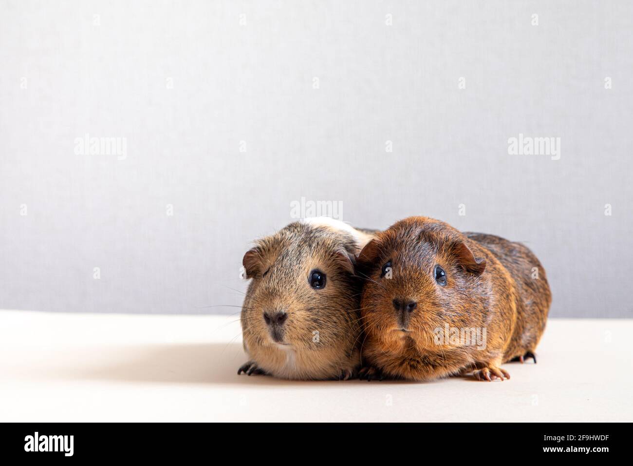 Beautiful guinea pig staring at camera and posing. Domestic guinea pig ...