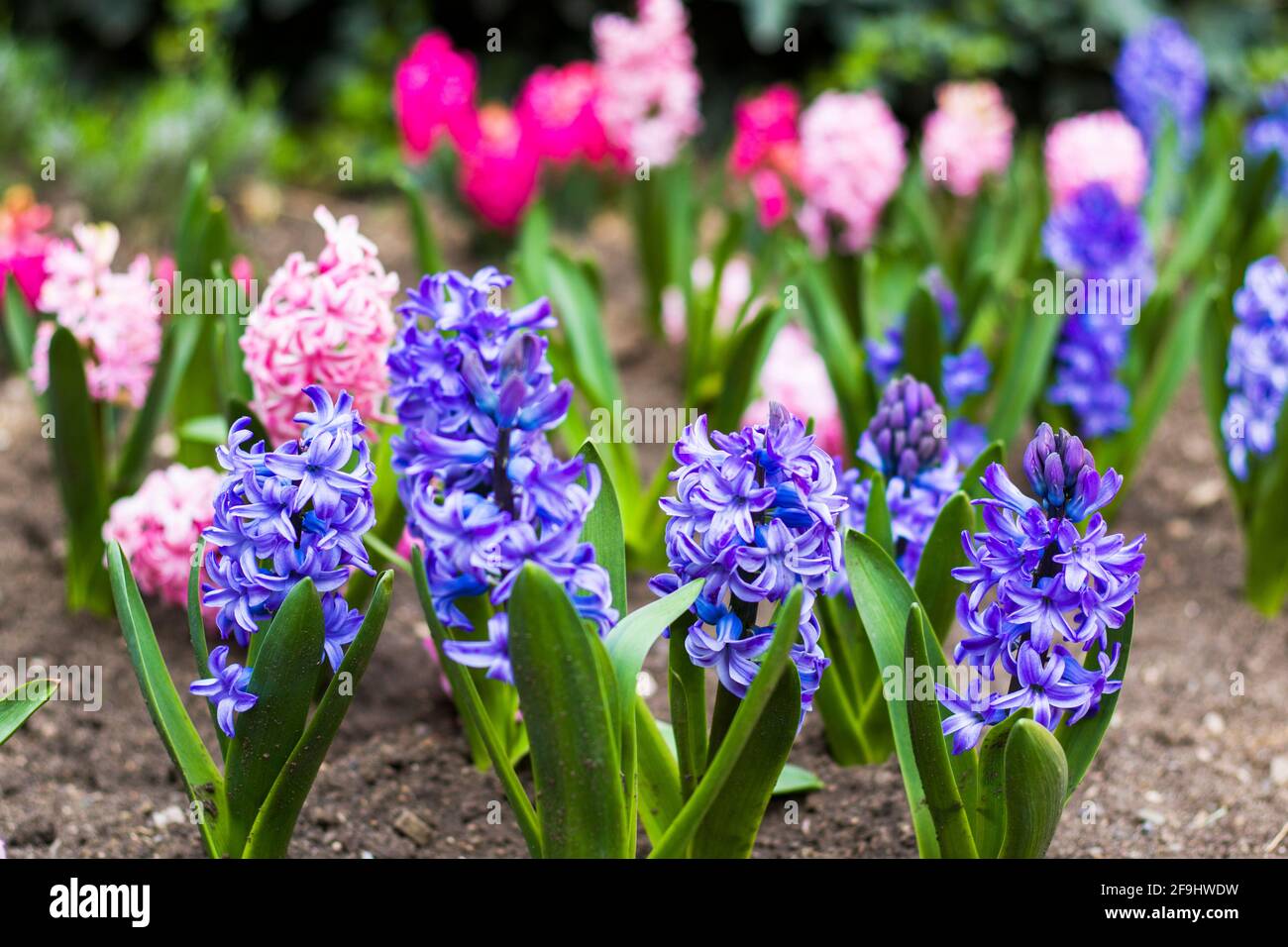 Spring flower, blue and purple hyacinth close-up Stock Photo - Alamy