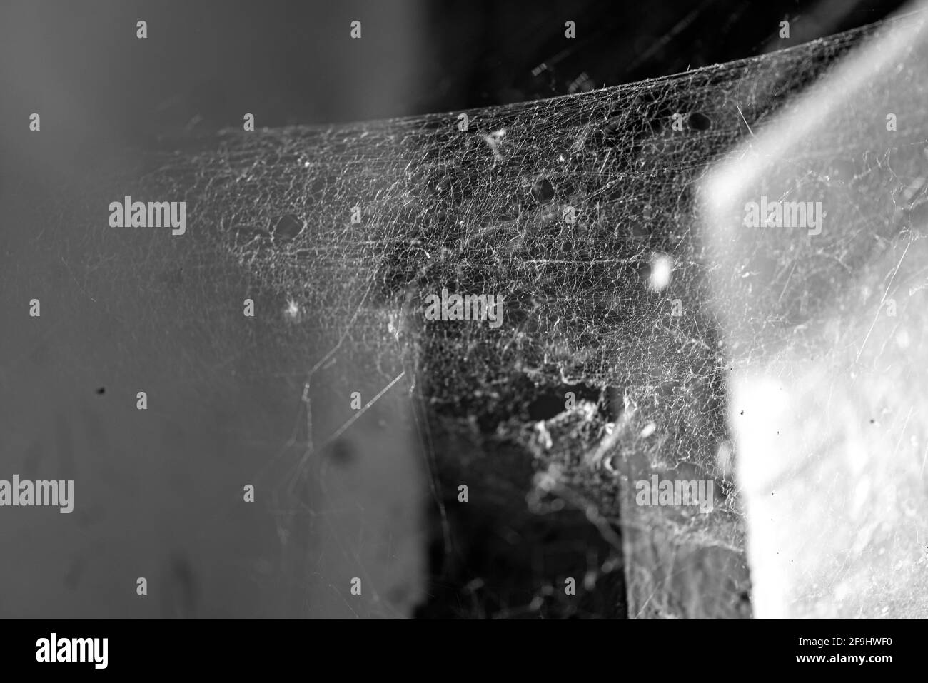 Natural cobweb in a corner of abandoned house, room with dirty wall and ...