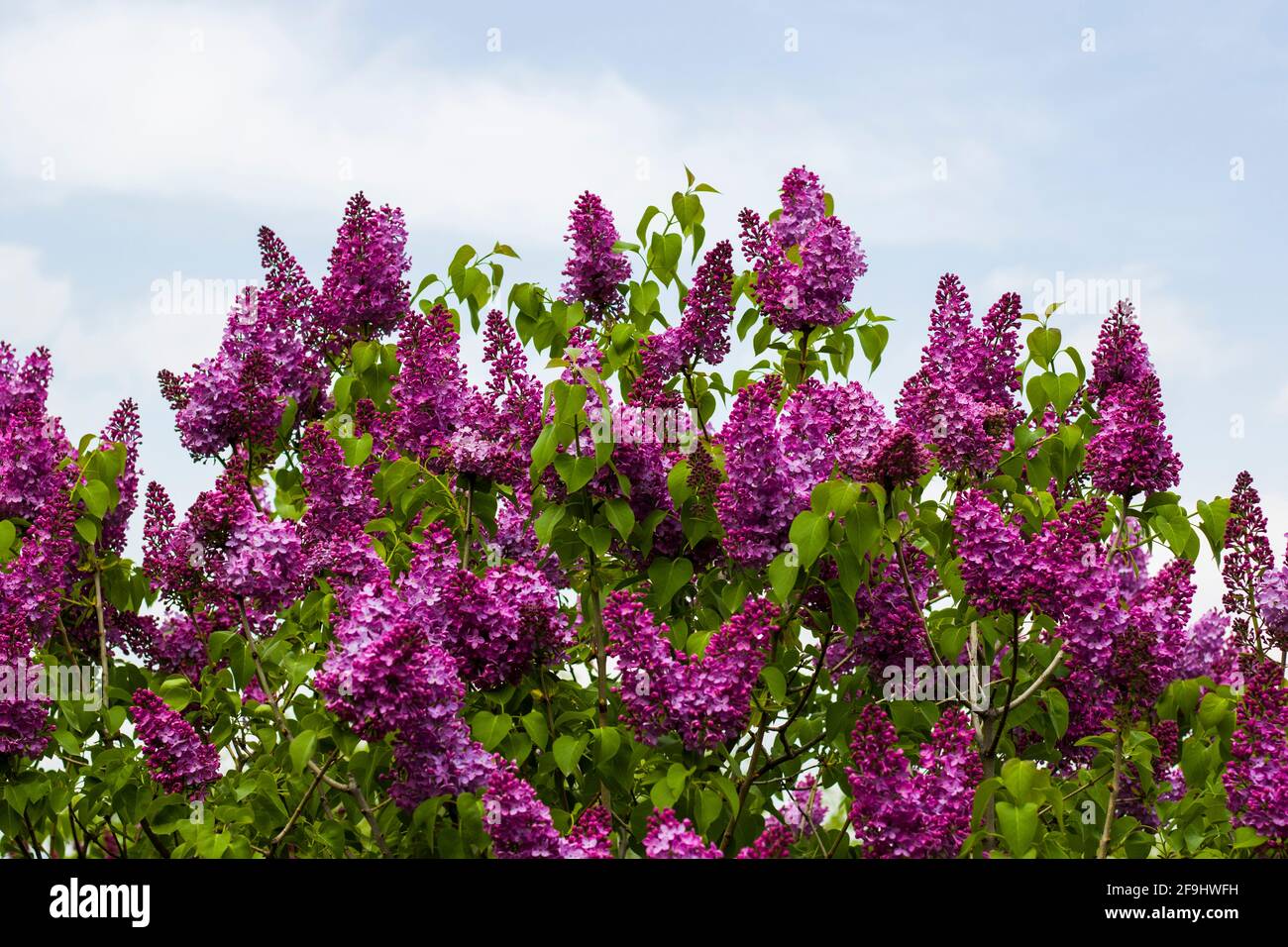 Lilac garden, colorful lilac blossom and flower, spring flower, Tbilisi ...